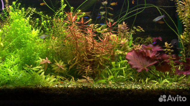 Акварикум Juwel Rio 180 бук