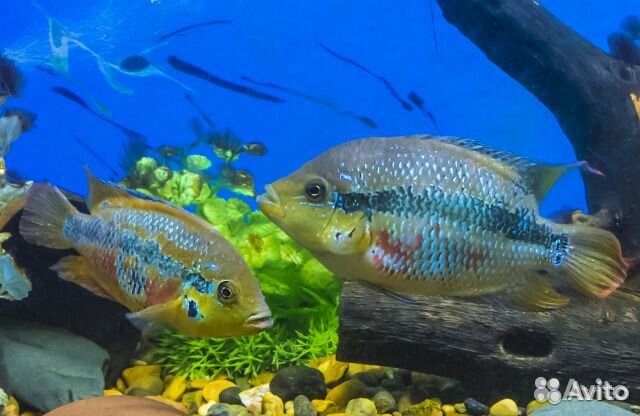 Цихлазомы Сальвини