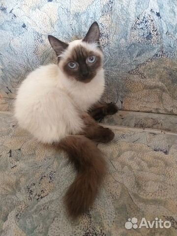 Котик в добрые руки