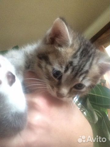 Котейка в добрые руки