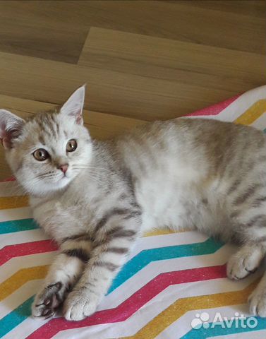 Котенок 5 мес. Шотландец