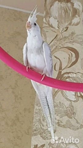 Попугай Карела, ручной, 1.5 года с клеткой