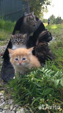 Котята крысоловы