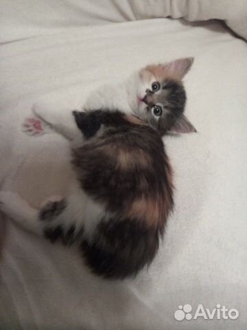 Котята