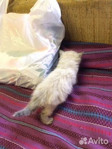 Котята, довочки, ищут хозяев очень очень и быстрее