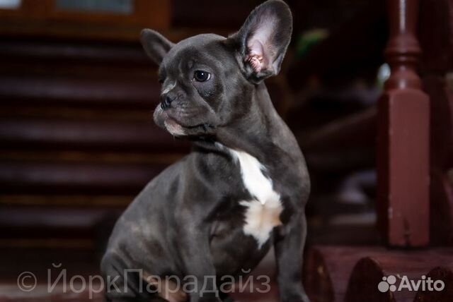 Голубой тигр девочка