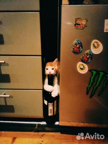 Котенок-собутыльник в добрые руки