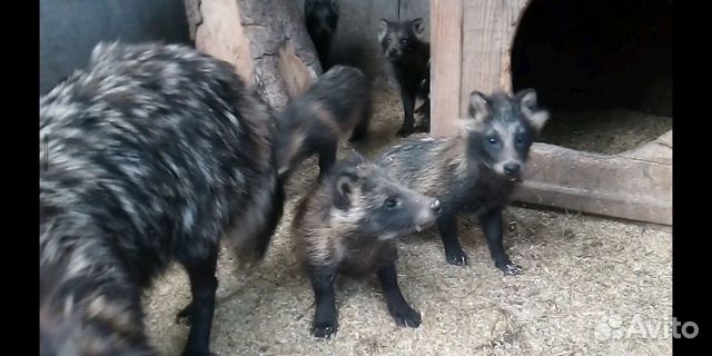 Еноты