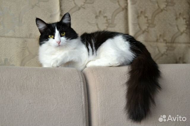Ласковая кошечка ищет дом