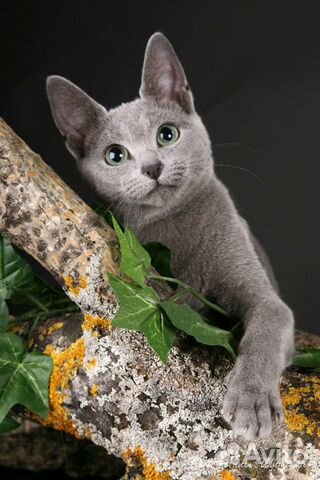 Русские голубые котята