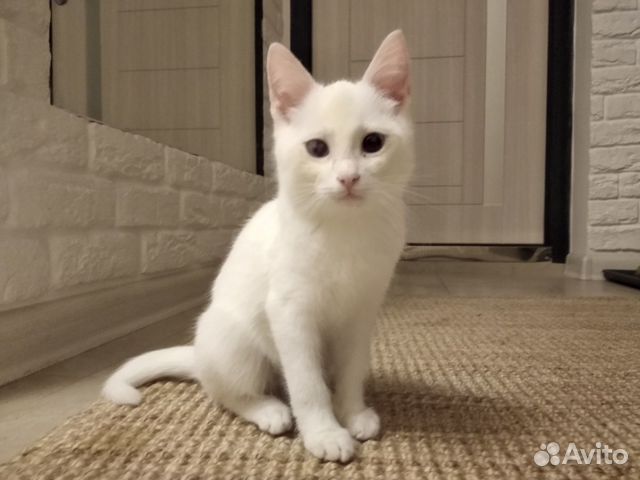 Котята в дар