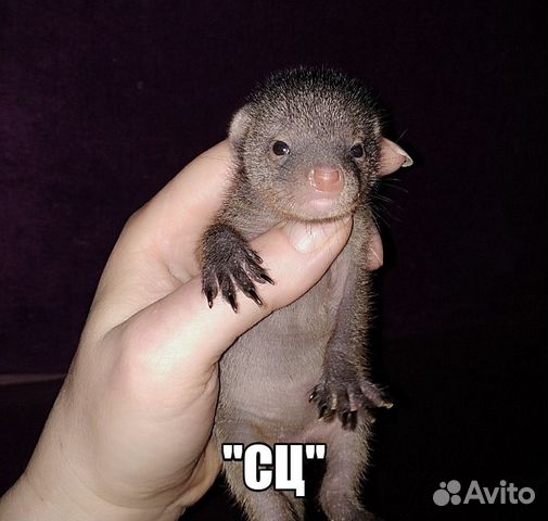 Полосатый мангуст