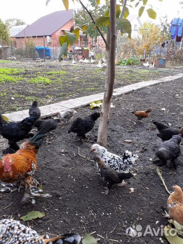 Куры бентамки