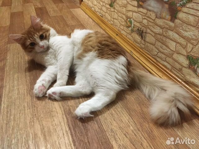 Котёнок Тимоша 8 месяцев
