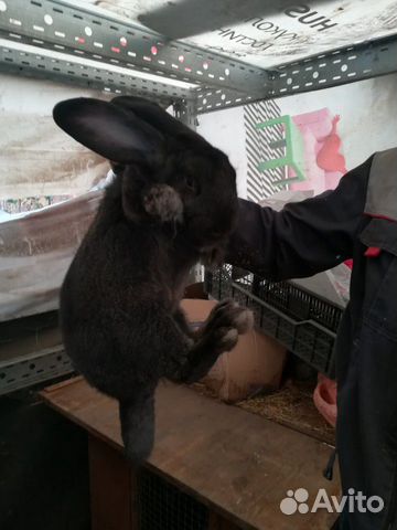 Кролик Фландер (девочка)