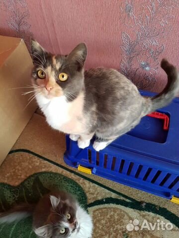 Приютите котенка