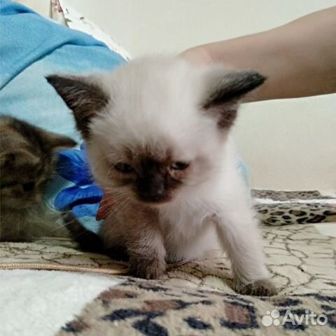 Котодевочка 2 месяца в добрые руки