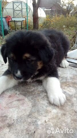 Отдам в хорошие руки