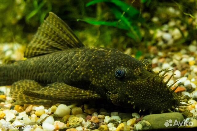 Сомик анциструс, мастацембел арматус