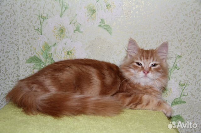 Сибирские котята