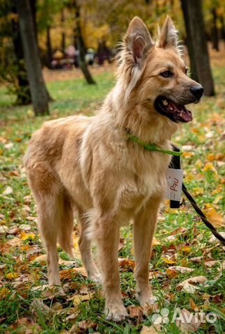 Чистое золото - метис Рэй в дар
