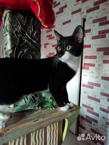 Яркий ласкунчик. Привезу