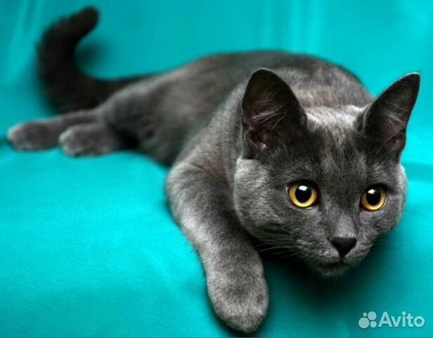 Русская голубая