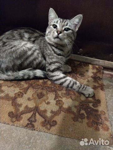 Котёнок