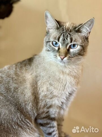 Кошечка Тая ищет дом