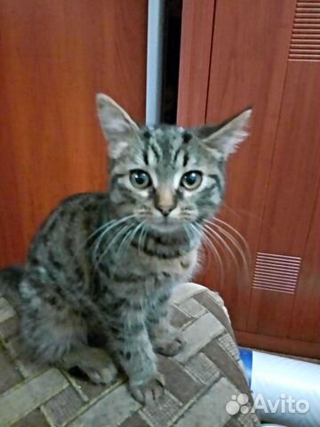 Котёнок, котик 4 мес. в добрые руки