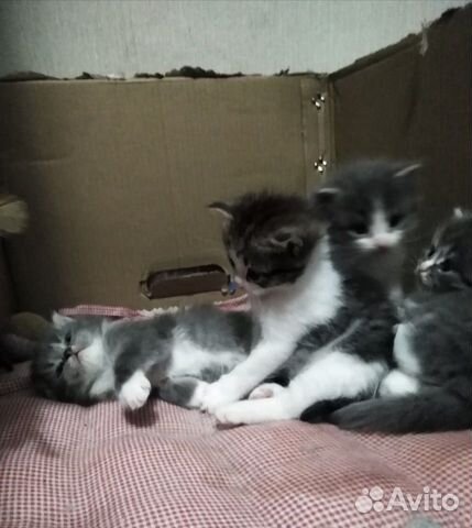 Отдам милых котятак в хорошие руки