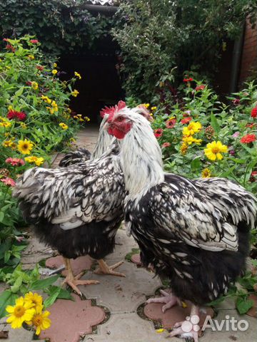 Петухи породы орпингтон