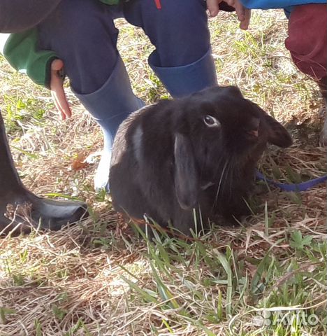Отдам кролика
