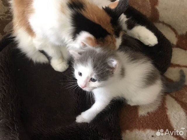Отдам котенка