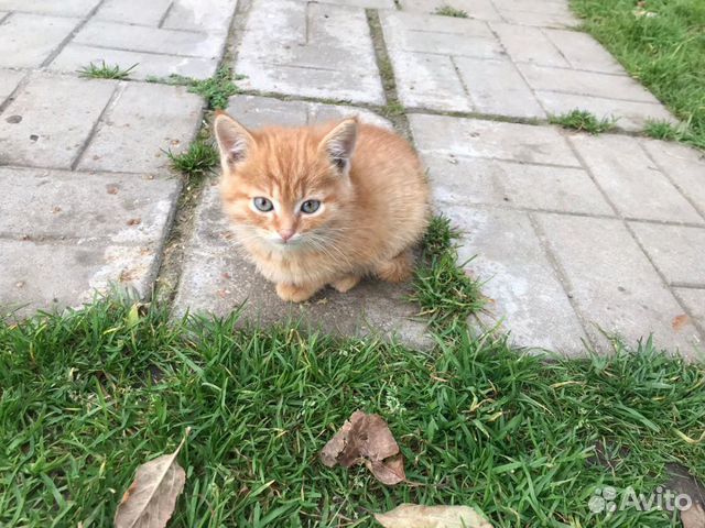 Рыжий котенок Пончик 3мес в дар
