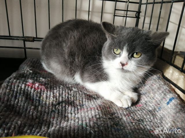 Котенок Василиса в добрые руки