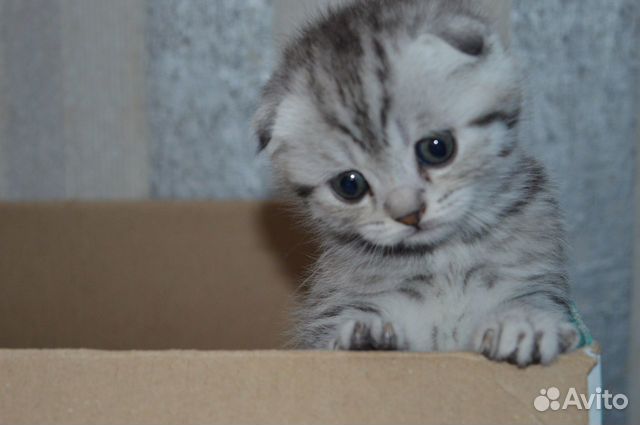 Шотландский мальчишка