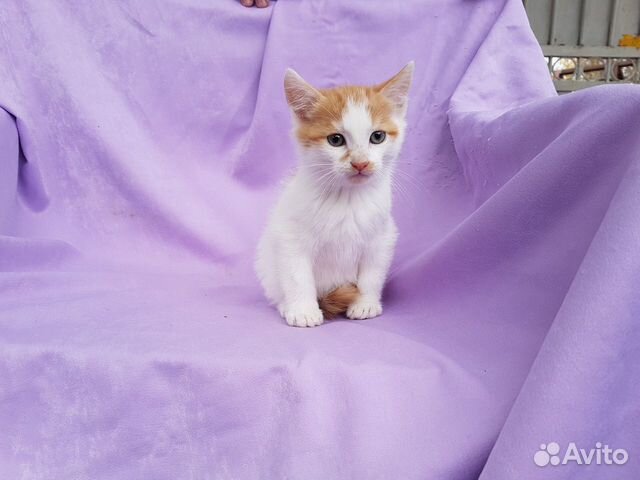Малыши ищут дом, им нужна помощь