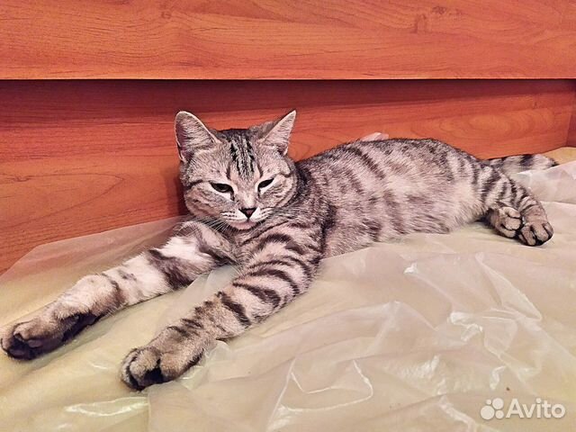 Кошечка вискас