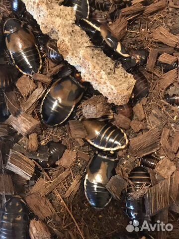 Таракан Автомобильчик