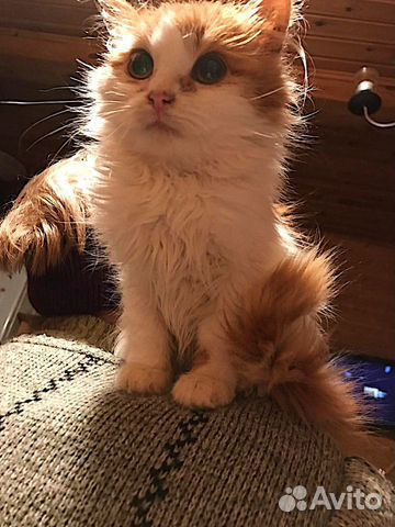 Малышка ищет дом