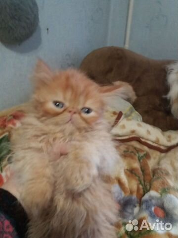 Персидская кошечка