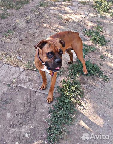 Щенки боксёр