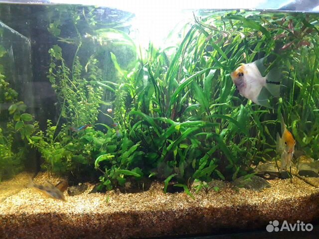 Аквариум