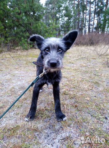 Ищет дом щенок не крупной собаки Нафаня