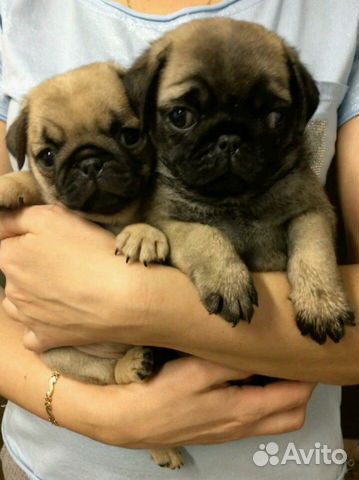 Щенки породы Мопс