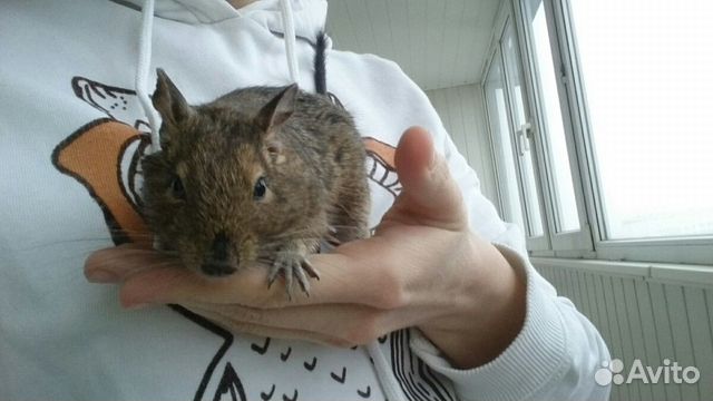 Дегу бесплатно