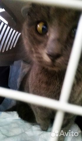 Найти Дымке Дом