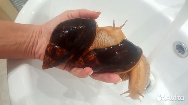 Улитка Ахатина бесплатно