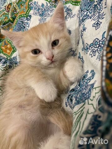 Котенок в добрые руки